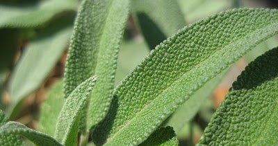 HOW TO GROW SAGE FROM SEED |The Garden of Eaden