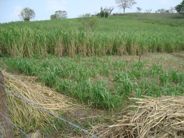 Maralfalfa Veracruz MEXICO: Maralfalfa en Veracruz Mexico