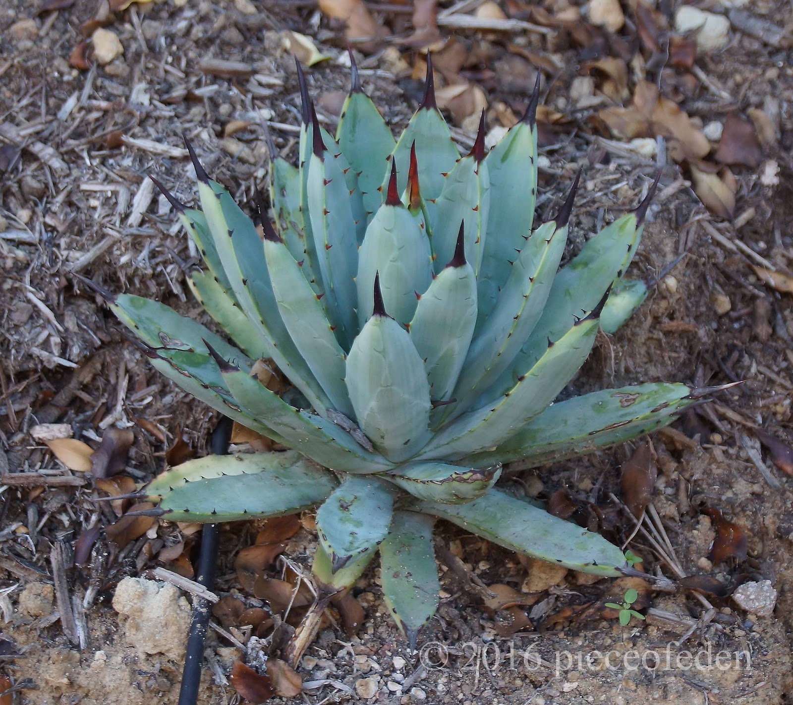 All The Agaves 2016