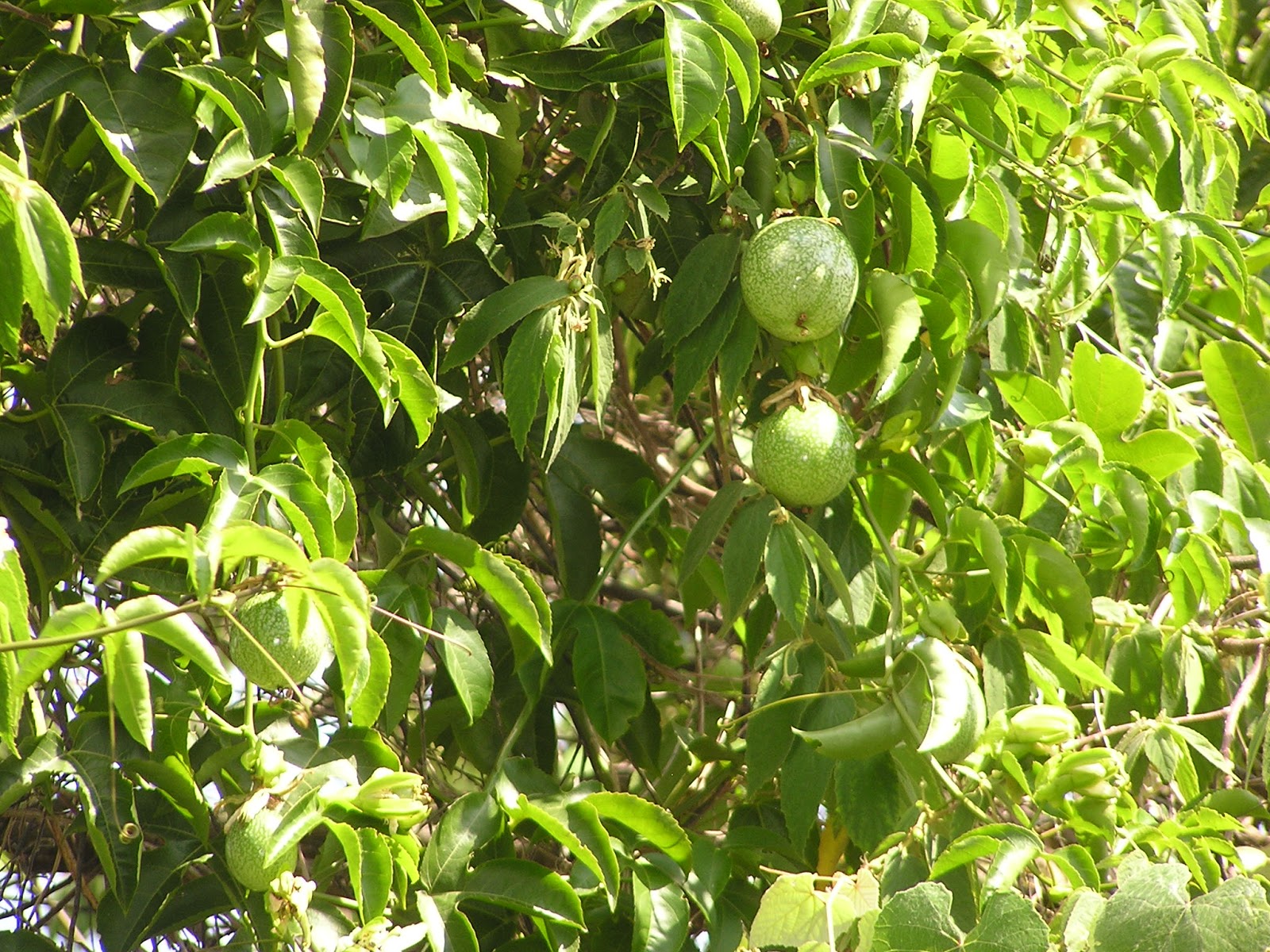 John Starnes' Urban Farm: I had to use my zoom lens to capture some of ...