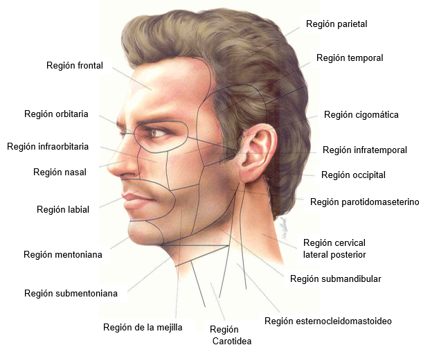 PRODUCCIÓN Y TRATAMIENTO DE IMAGENES DIAGNOSTICAS: ATLAS-TOPOGRAFÍA DE ...