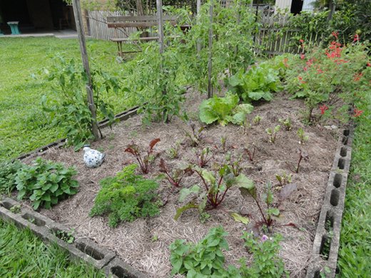 Food production in the backyard | down to earth