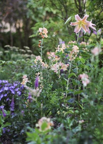 VW Garden: Planting Orienpet Lilies for Midsummer Blooms