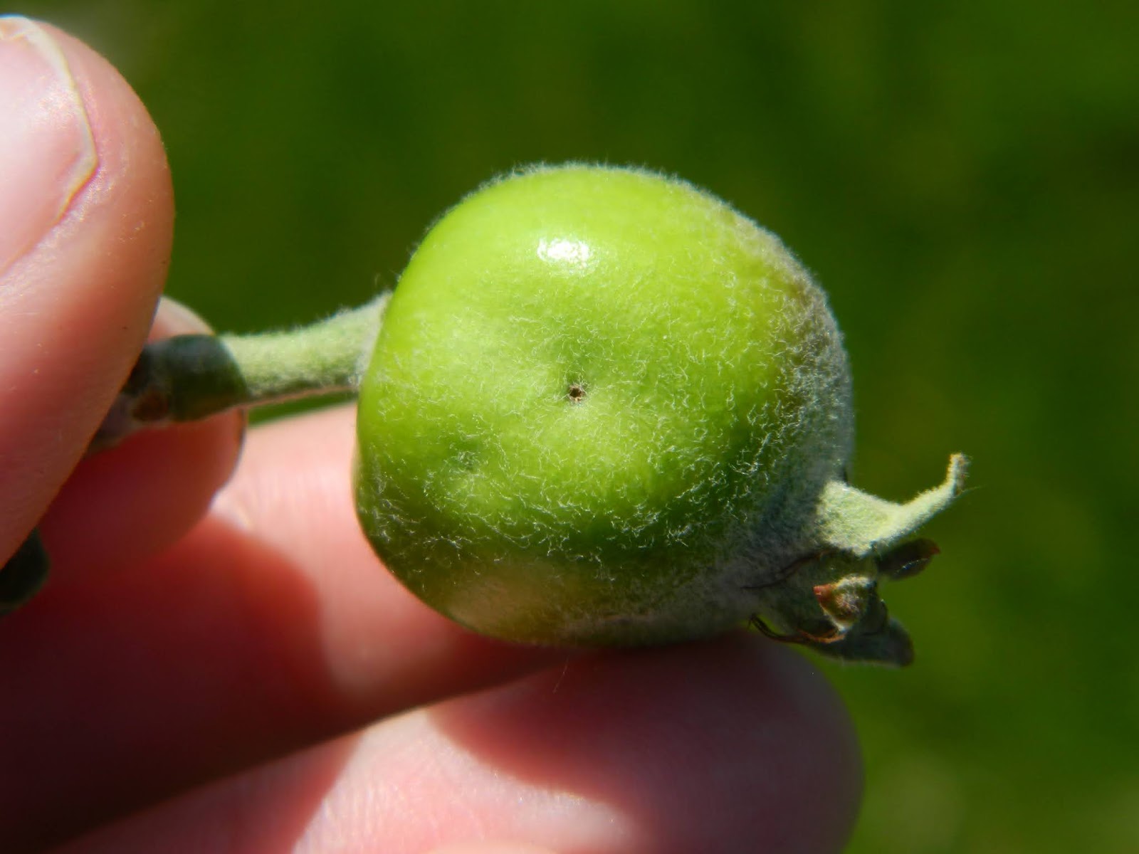 Weekly Fruit Update 6/11/2020