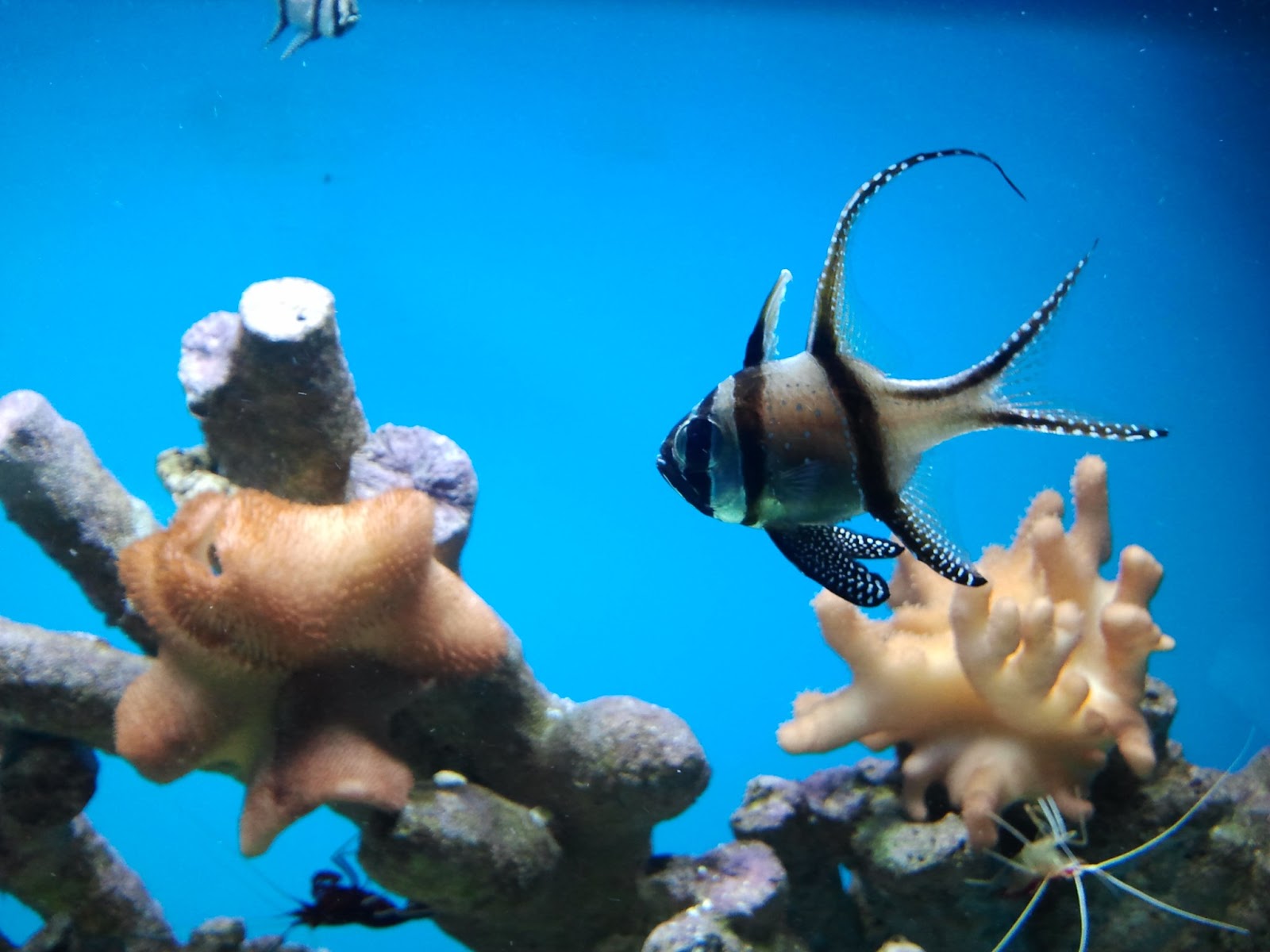 ce fac in weekend...: Expozitie de pesti exotici in Herastrau