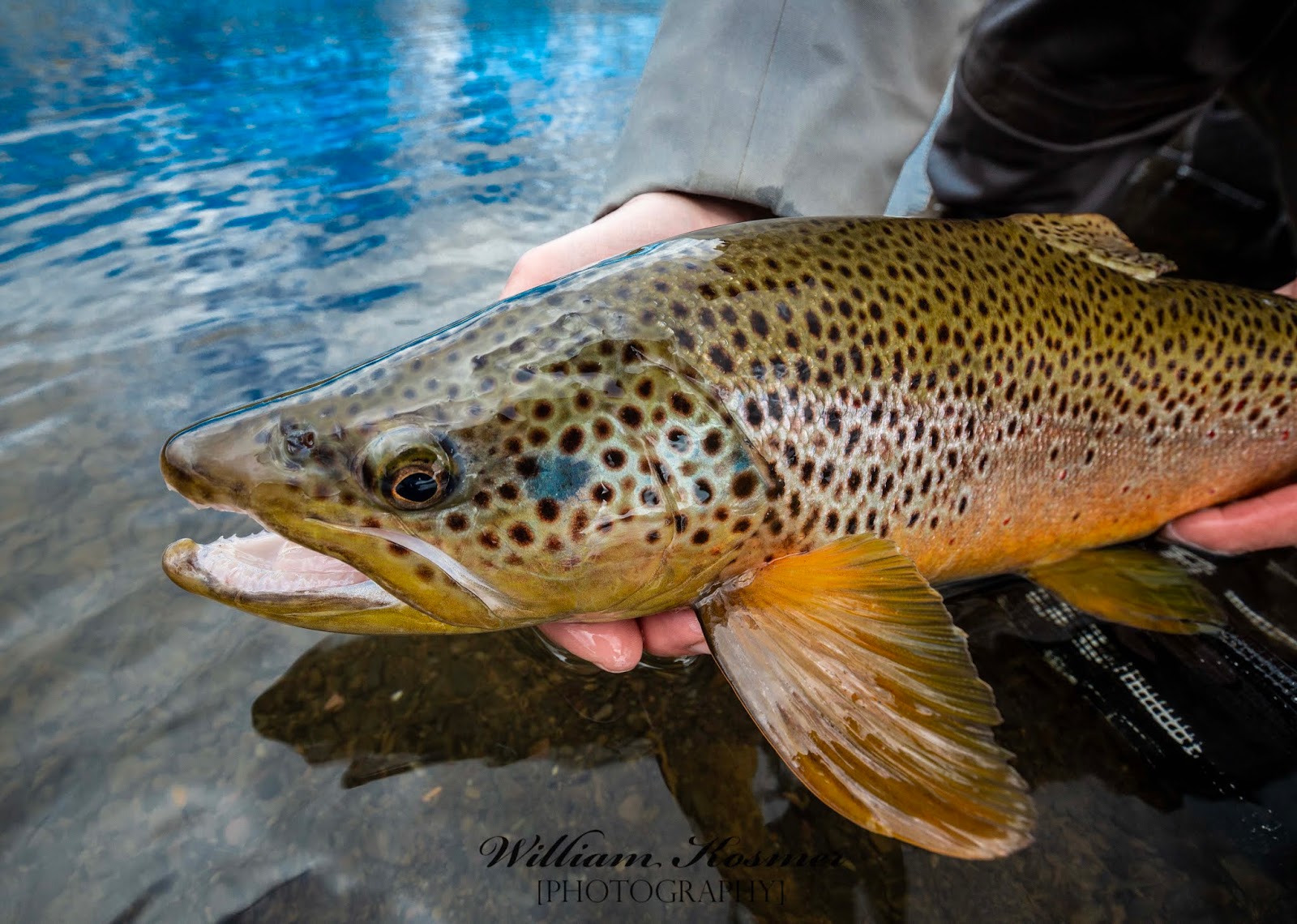 Trout Tales by Bill Kosmer: 2020