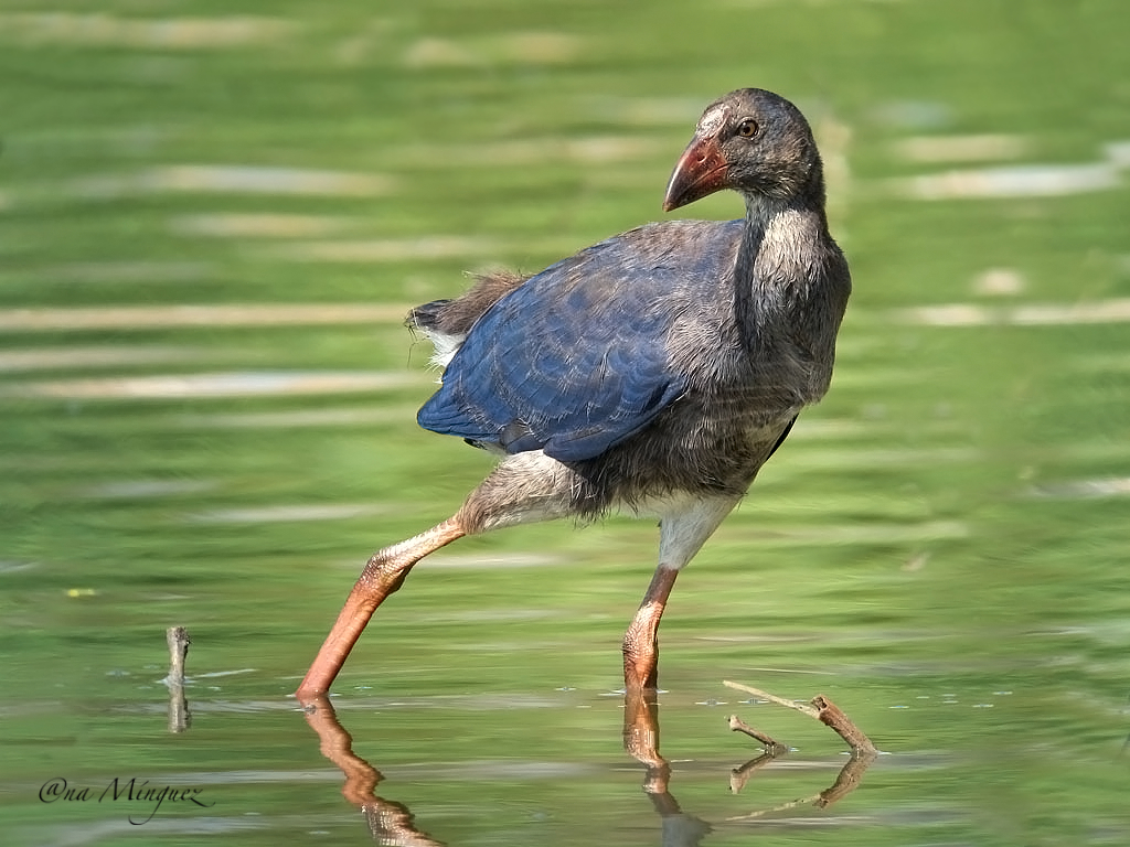 NATURANAFOTOS: Calamón común