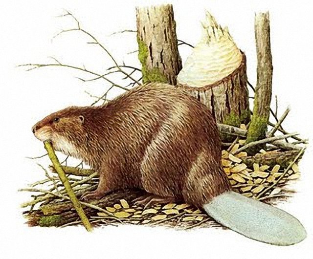 My Nature Pictures: Castor canadensis