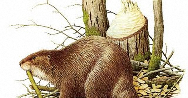 My Nature Pictures: Castor canadensis