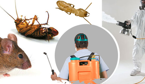 Pest Exterminator Can Help You Get Rid Of Pests For Good