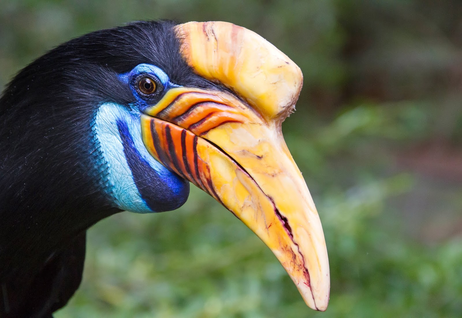 Love for the charismatic Blueberry, we will miss her