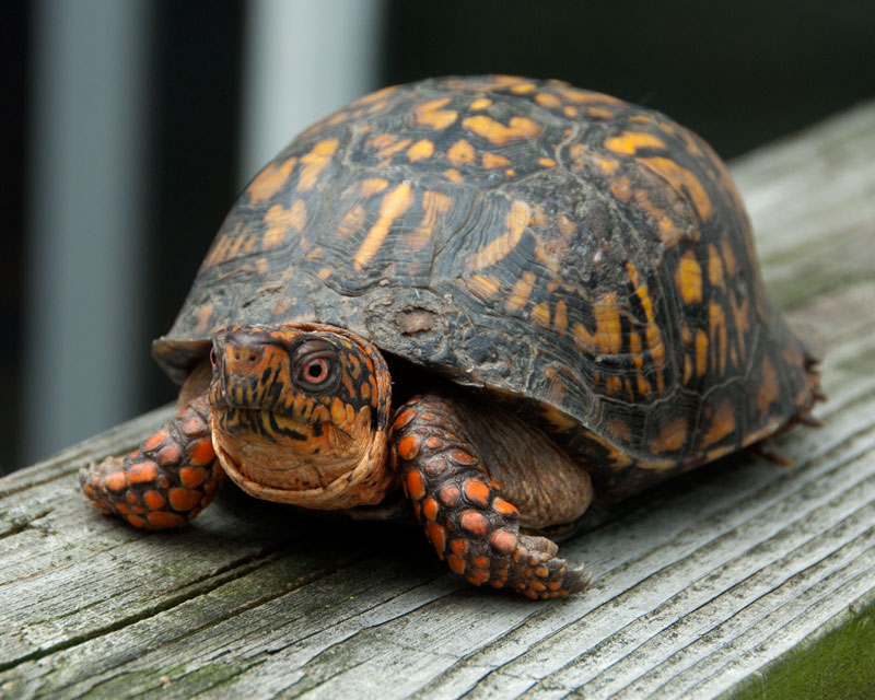 Back of the Yard: Narrow Escape