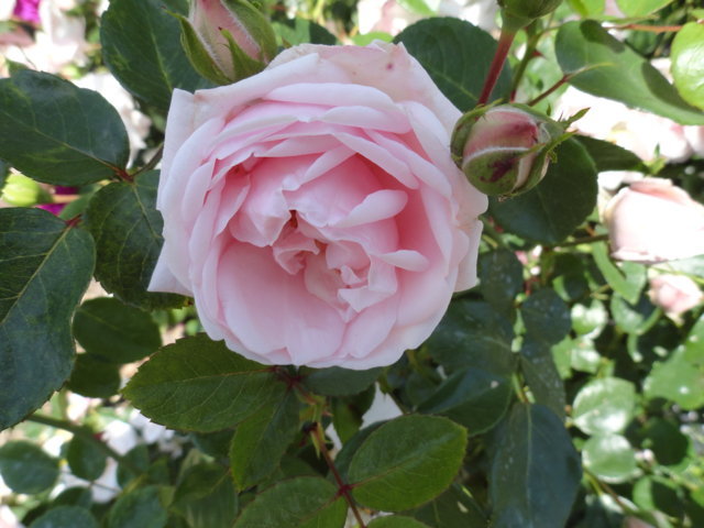 Ramblin' with AM: Wednesday Flowers - Cutler Roses