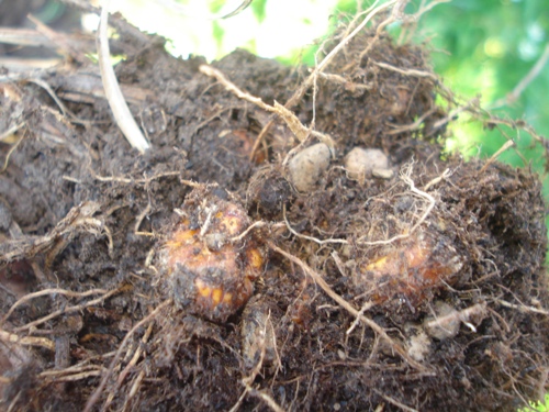 amicidellortodue: CIPERO - RACCOLTO