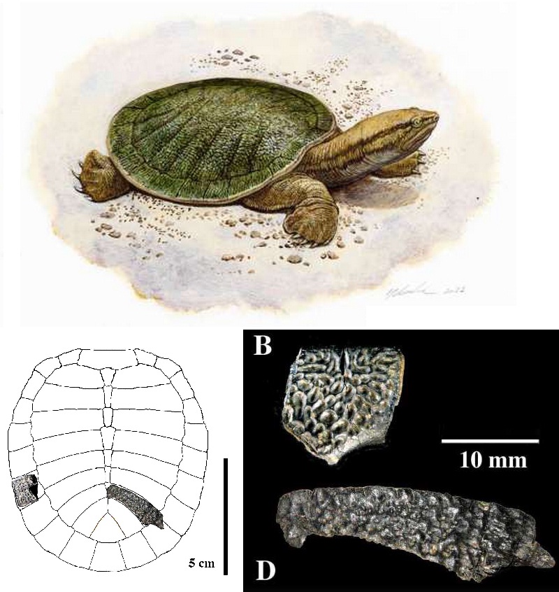 Species New to Science: [PaleoTestudology • 2013] Kappachelys okurai ...