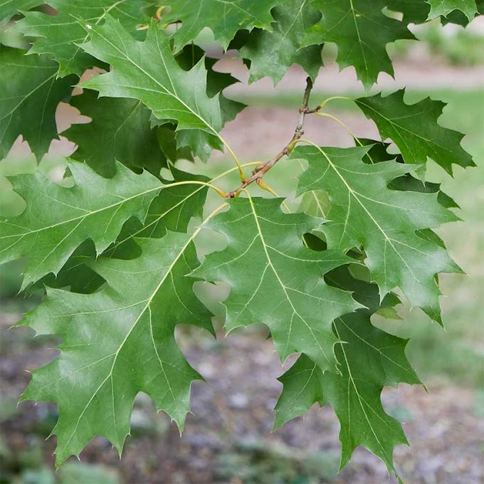 Sienna Glen Maple Tree Pros and Cons, Growth Rate, Problems
