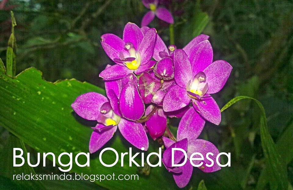 Bunga Orkid @ Anggerik Desa Kembali Mekar - Relaks Minda