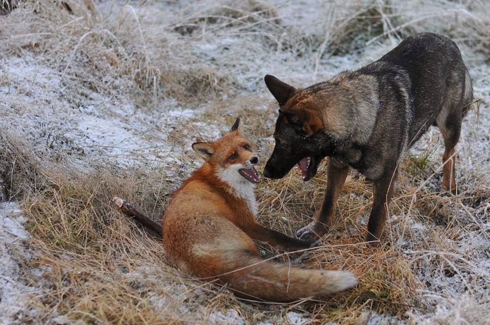Dog and wild fox are best friends (10 pics + video) | Amazing Creatures
