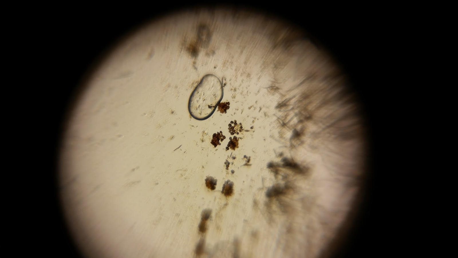 Sustainable Mycology: Field identification of moldy hay with foldscope