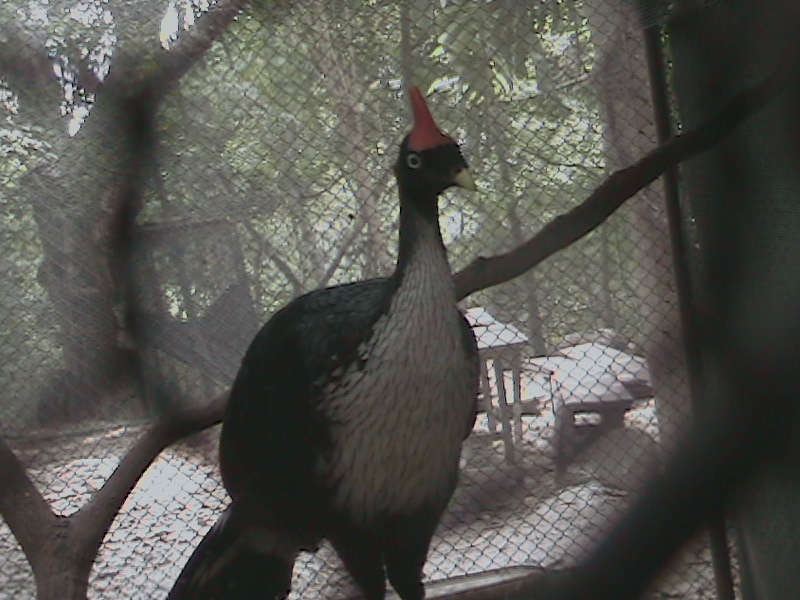 El Zapotal: el pavón