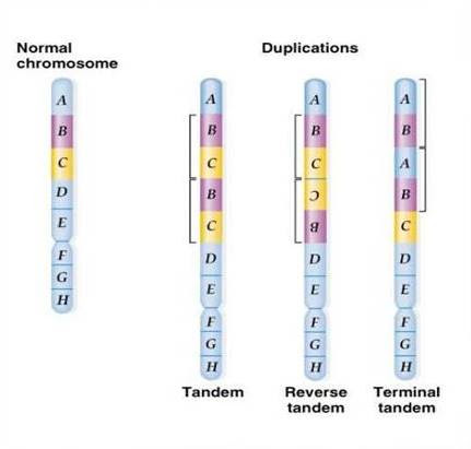 LET'S LEARN PLANTS: Chromosomal Aberration (Part I)