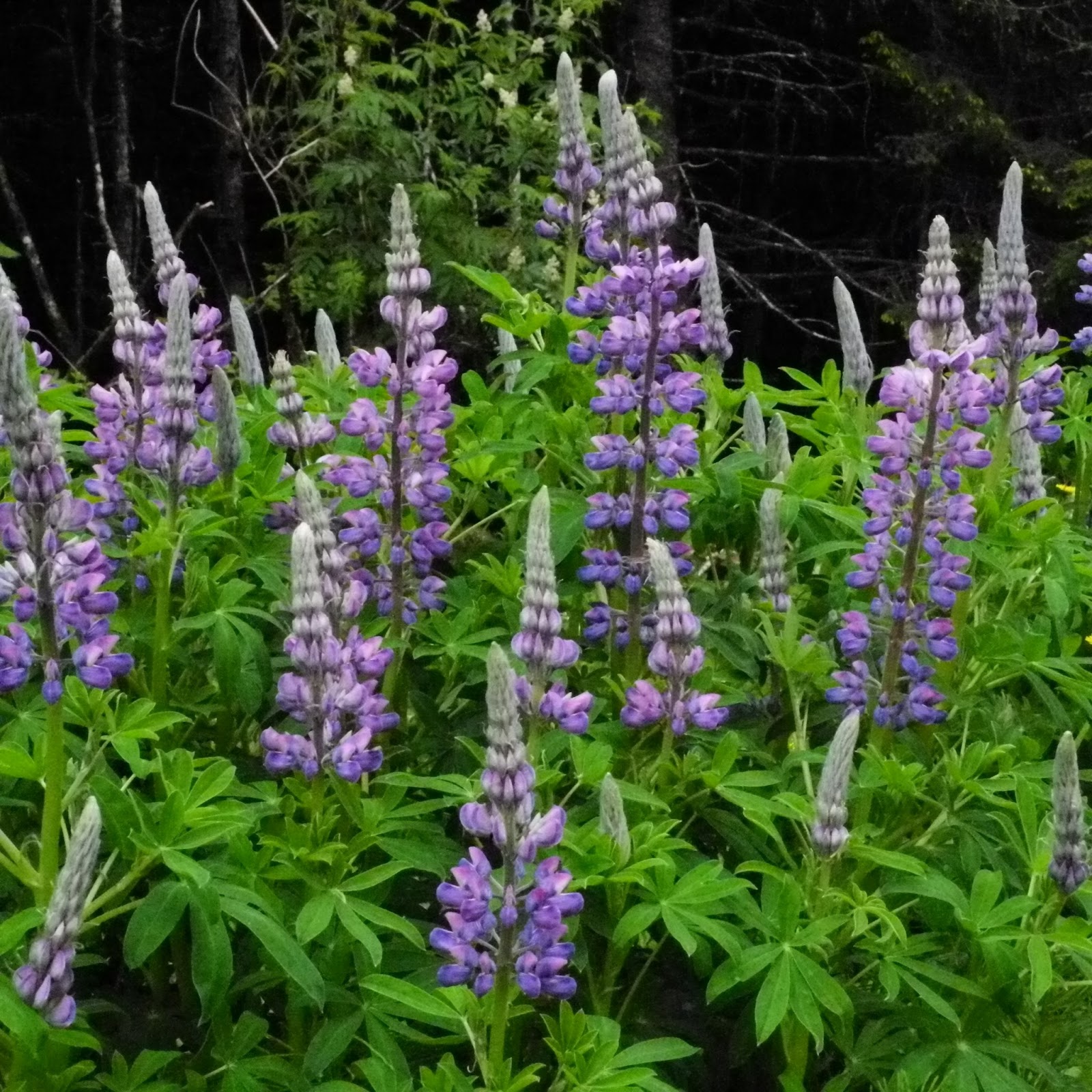 Juneau, Alaska Mission Experiences: Alaska In June