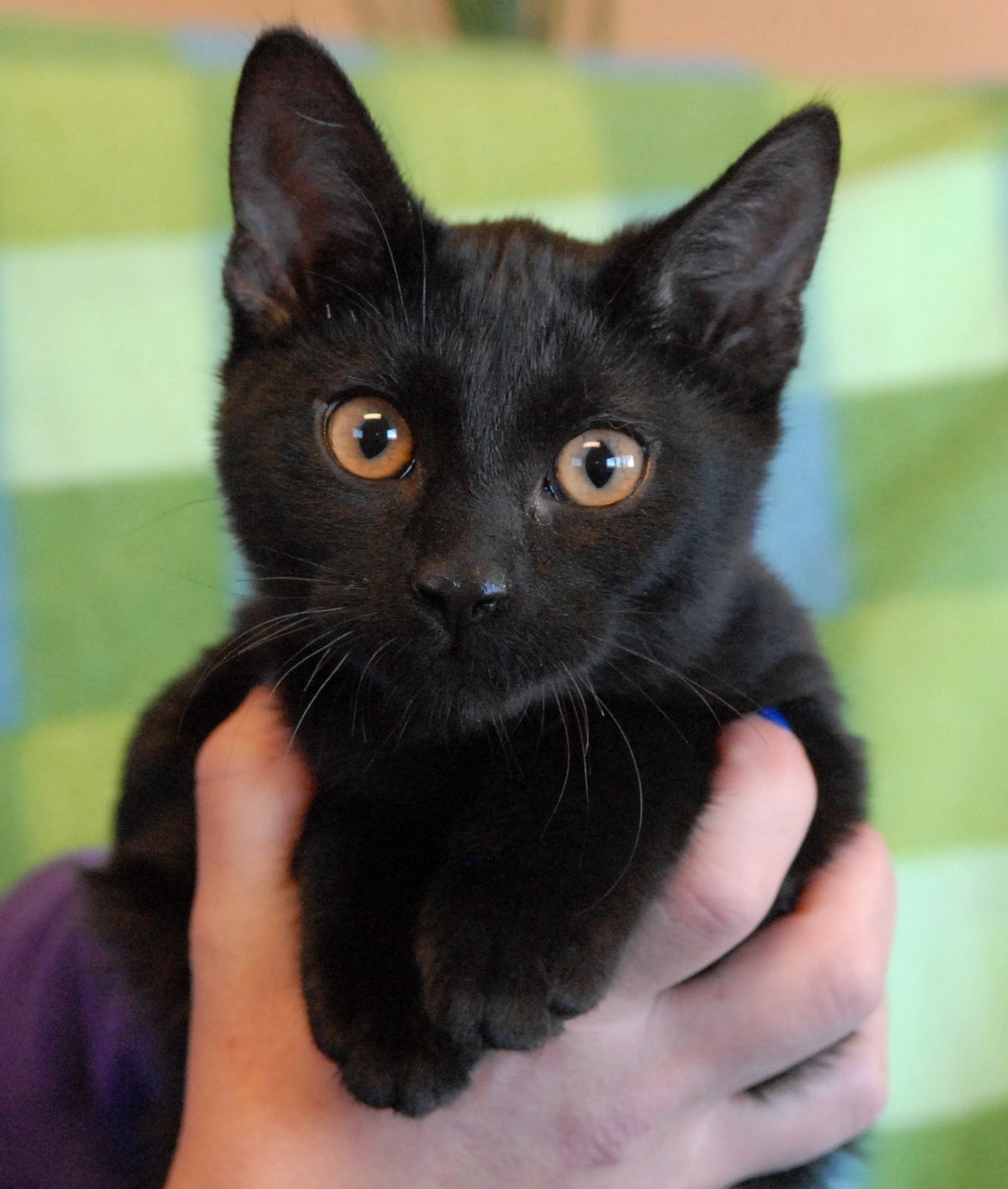 The Sleek Shorthair Kittens debut for adoption today!