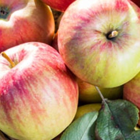 History of Food Processing: History of apple cider