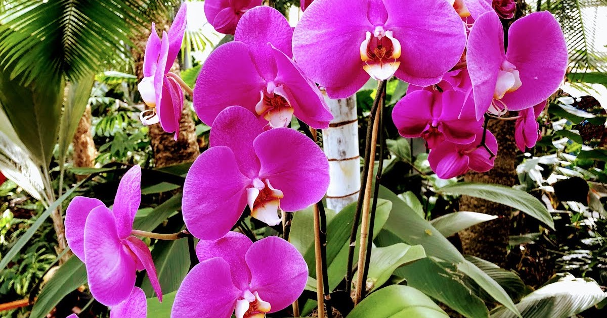 Walking Arizona: Orchids