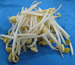 Kandungan Gizi dan Manfaat Tauge ( Toge ) Untuk Kesehatan ~ Permathic Blog