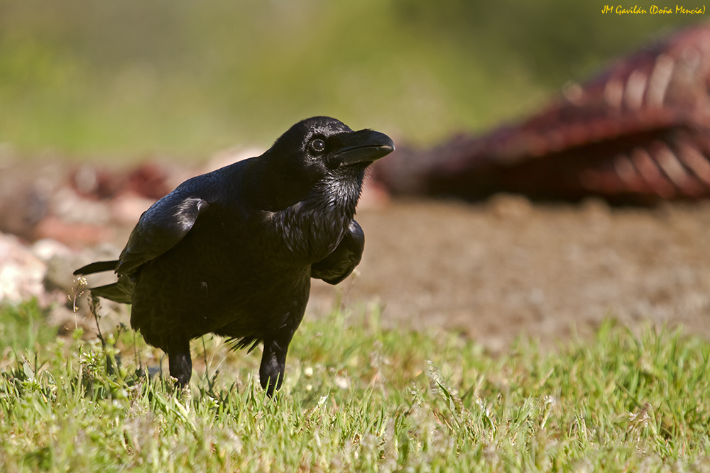 Fotografía de Naturaleza - JM Gavilán: Cuervo común (Corvus corax)