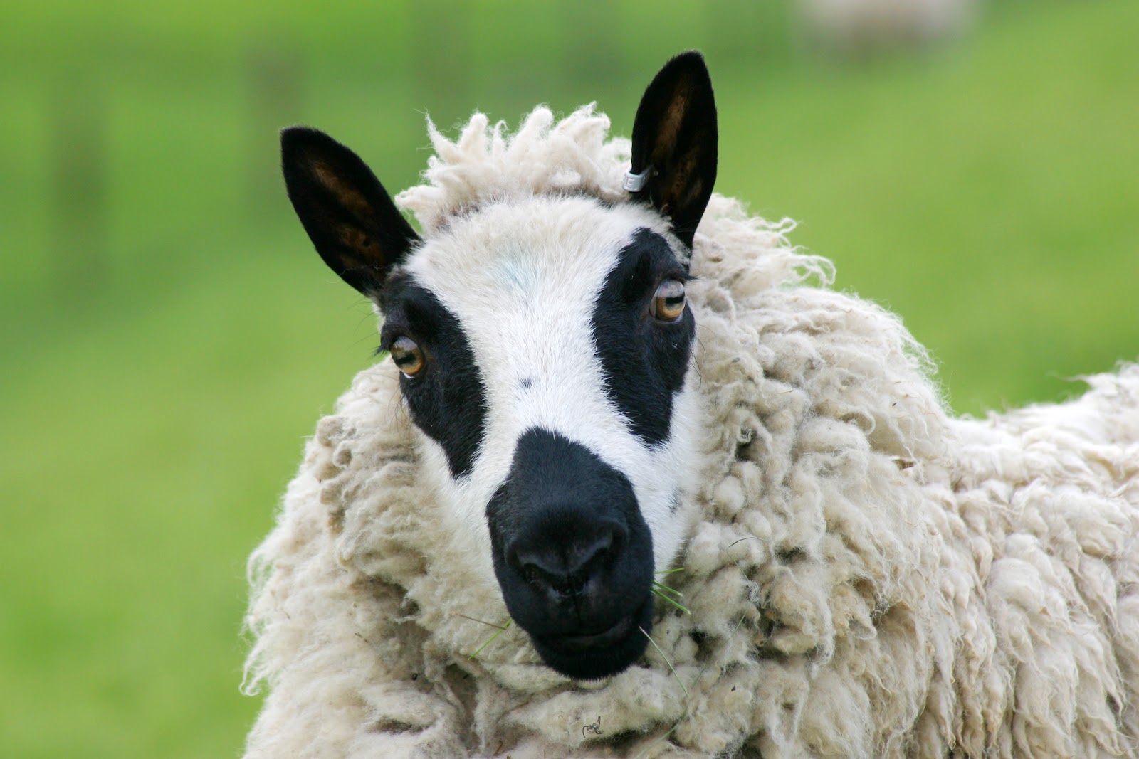 We are crazy about Sheep....baaah..baaah....