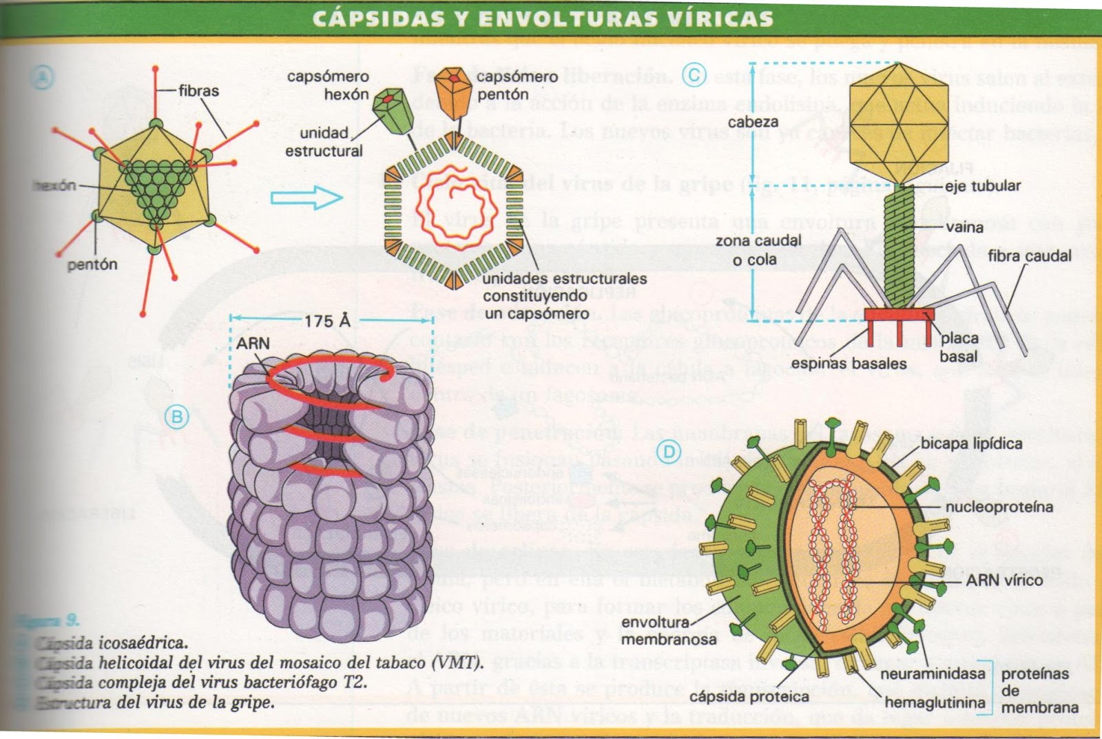 BIOLOGÍA Y GEOLOGÍA EN EL COLEGIO ALEMÁN DE SEVILLA: MICROBIOLOGÍA