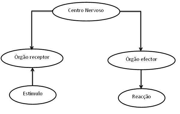 Impulso nervoso e a sua transmissão e Actos Reflexos