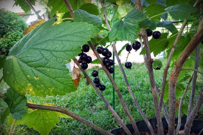 Lomalla puutarhassa: Marjat ja pensaat - mansikka-amppeli, mesimarja ...