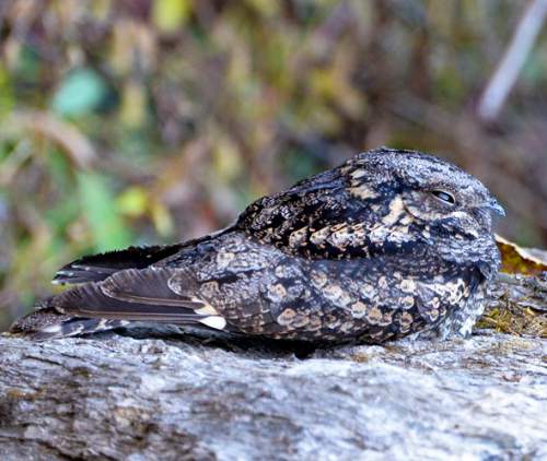 Grey nightjar | Birds of India | Bird World