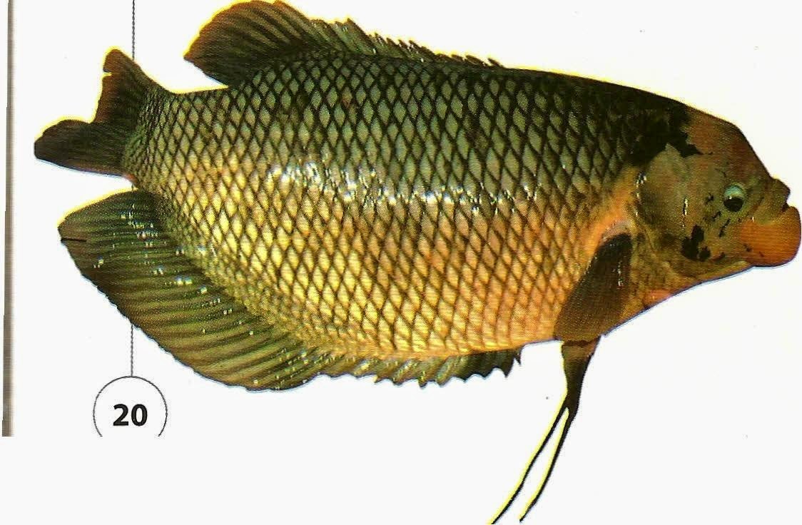 Ikan Gurami Yang Memiliki Nilai Ekonomi Tinggi ~ MEDIA PENYULUHAN ...