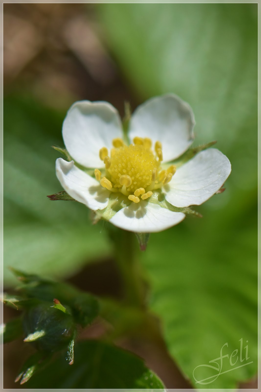 El objetivo de Feli: Fragaria Vesca