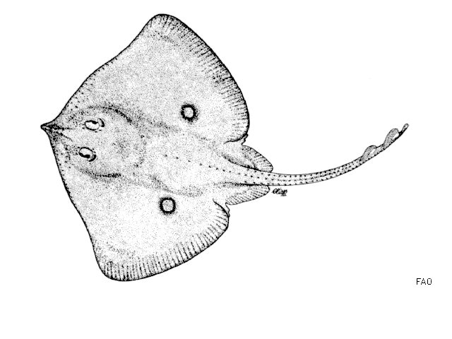 Artes de Pesca: VAMOS A PESCAR EL GENERO RAJA