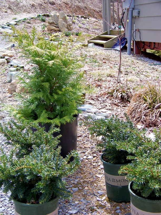 Outside Clyde: New Shrubberies