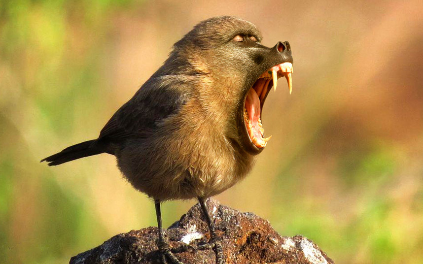 BearsharktopusD20: Babird