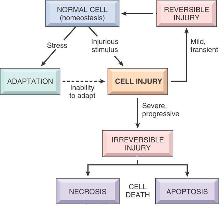 STUDENT'S MEDICARE: Cell Injury