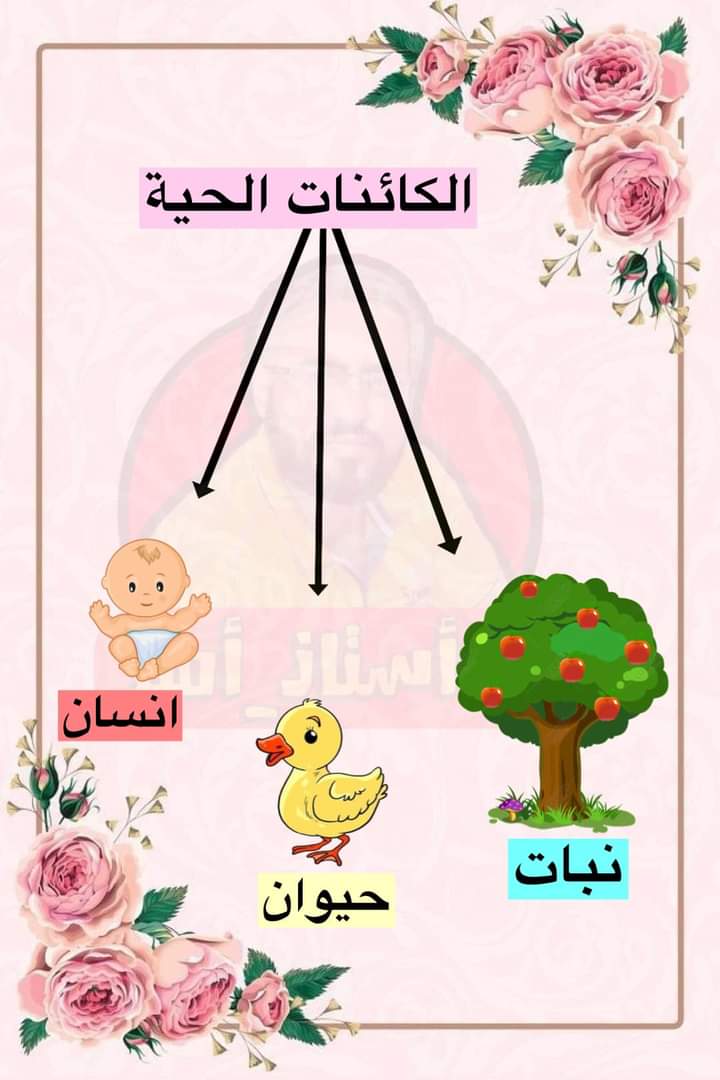 ملخص مادة العلوم للصف الاول الابتدائي بطريقة شيقة وجميلة