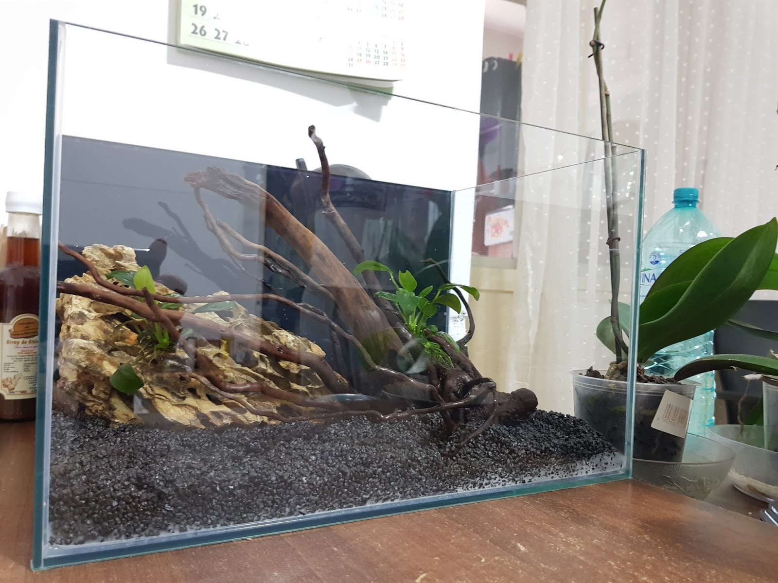 Pasiunea pentru mediul acvatic mai presus de toate.: Nano acvariu 20 litri