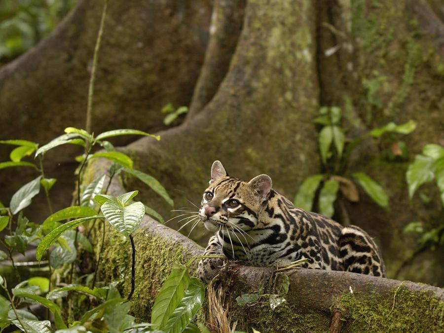 Ocelot