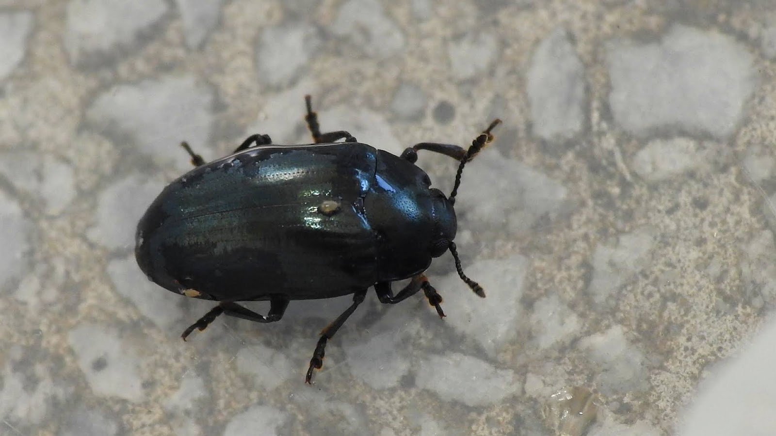 台灣-鳥類與昆蟲-自然觀察記錄: 琉璃廣肩大蕈蟲 Aulacochilus sibiricus bedeli, Erotylidae