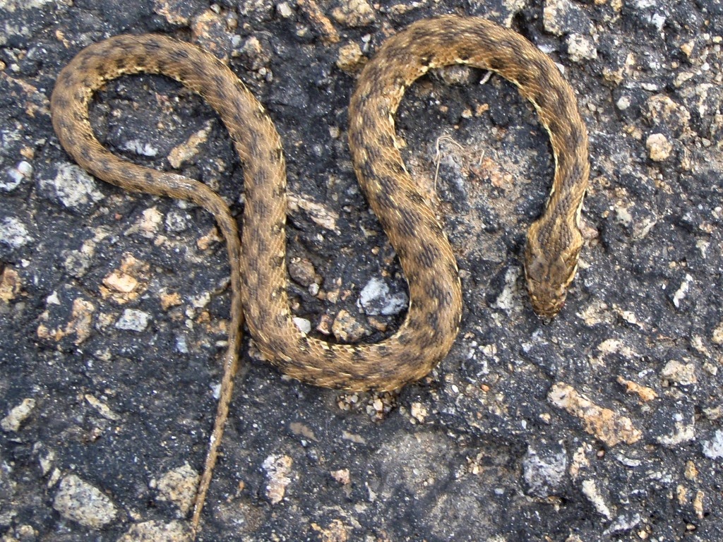 Faune Flore d'Ul: Couleuvres