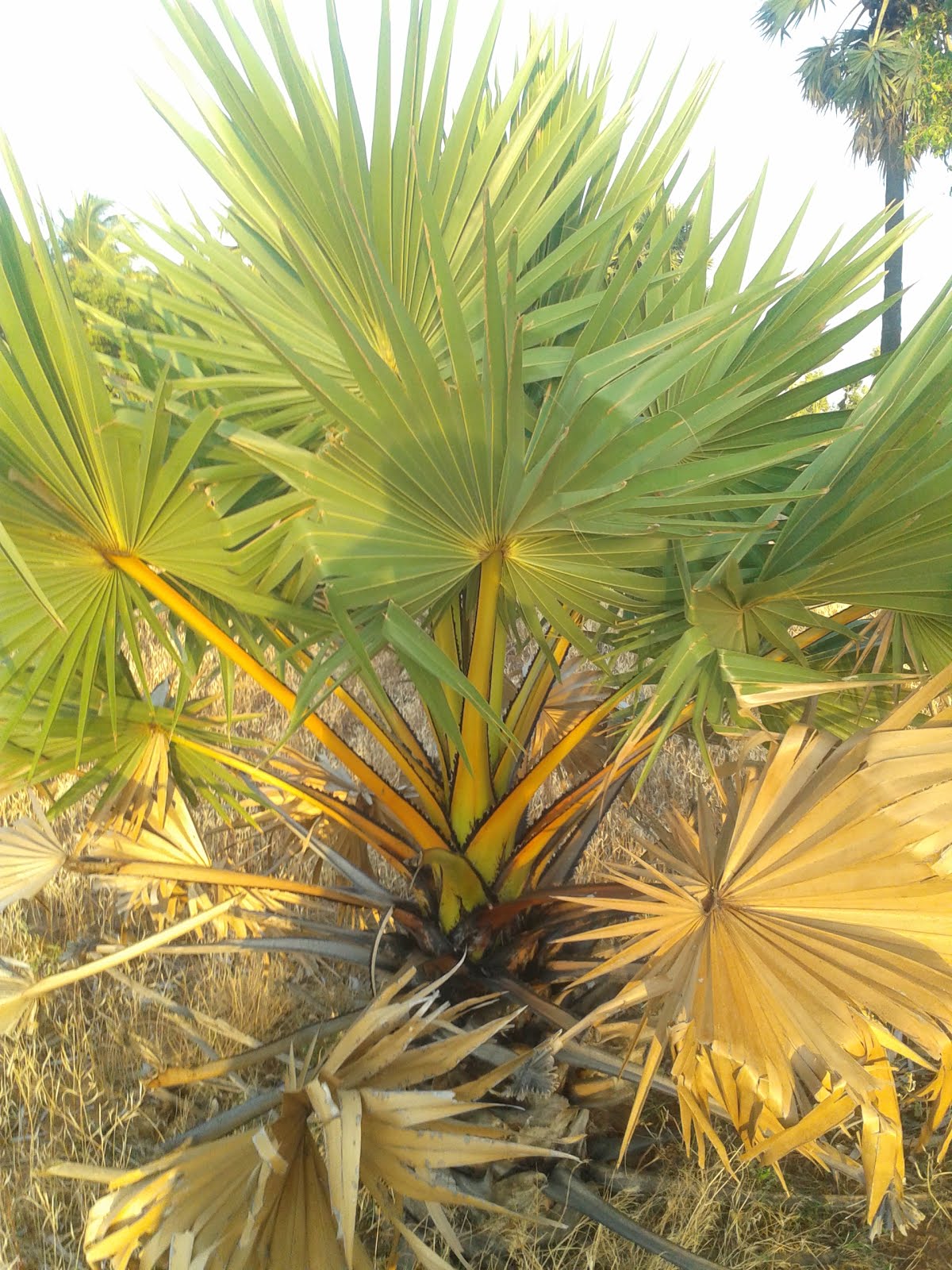 Welcome 2 My Surrounding : Palm Tree (Panaimaram)