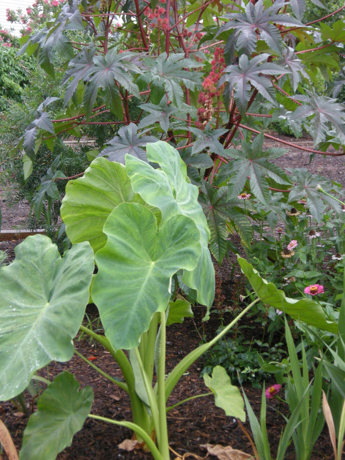 Kitchens Are Monkey Business: More Of Rosie's Garden.