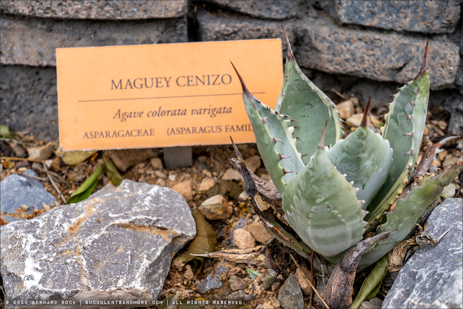 Agave Garden at the Arizona-Sonora Desert Museum